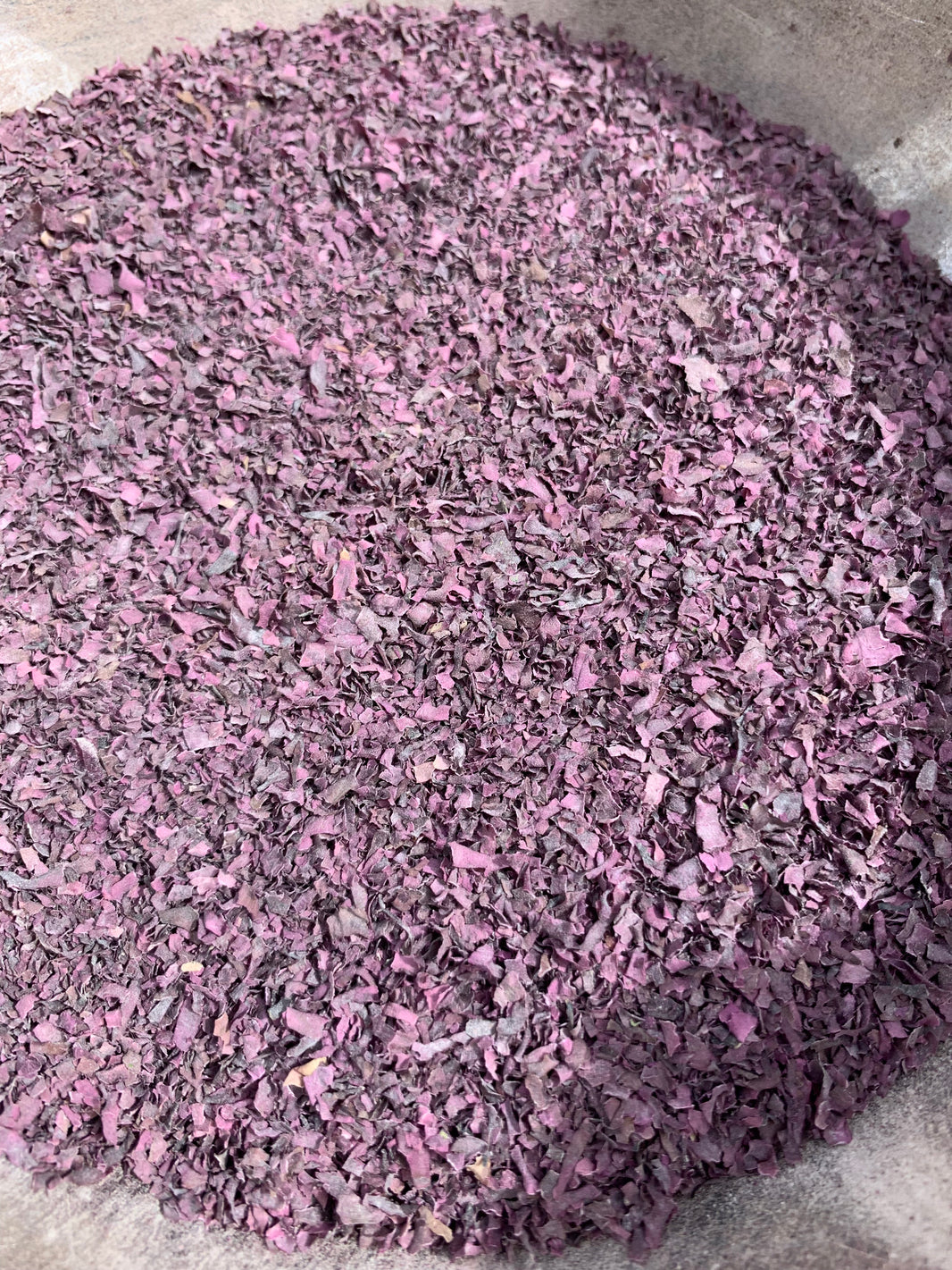 Sun-Dried Dulse – Oregon Seaweed