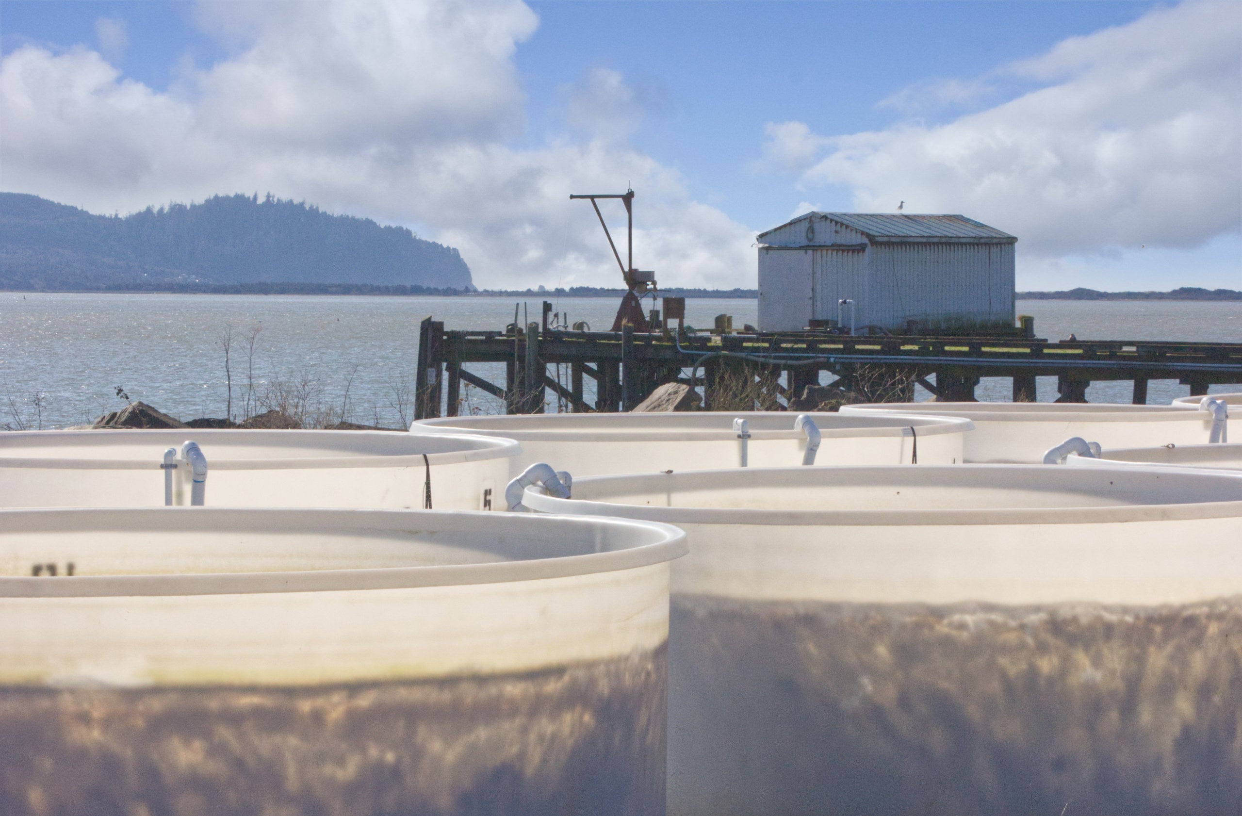 Dried Pacific Dulse – Oregon Seaweed