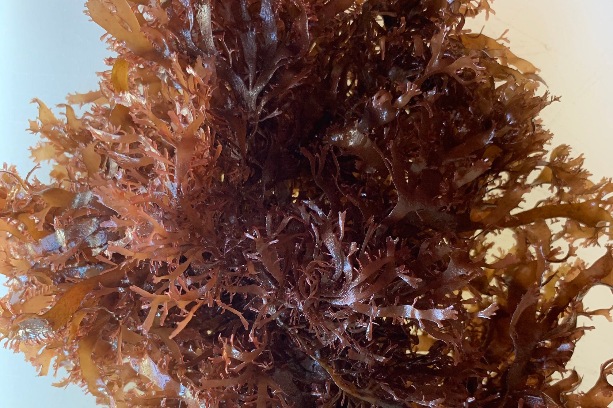 Shop Oregon Seaweed