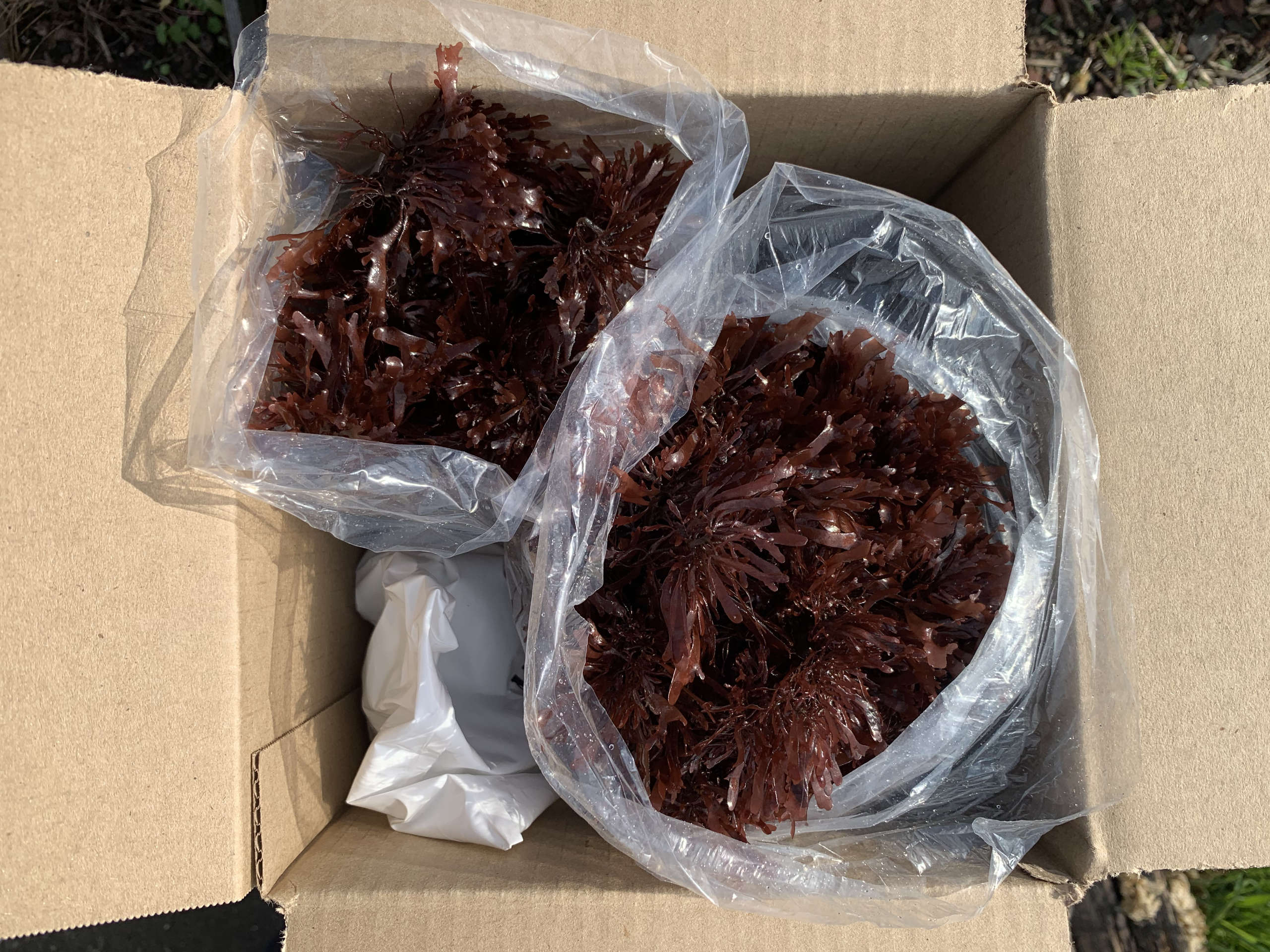 Shop Oregon Seaweed