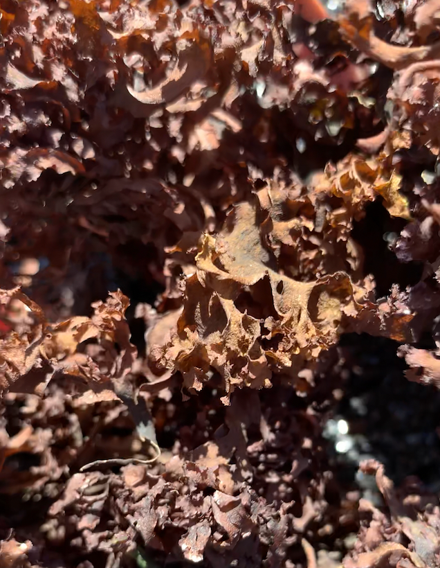 Sun-Dried Dulse – Oregon Seaweed