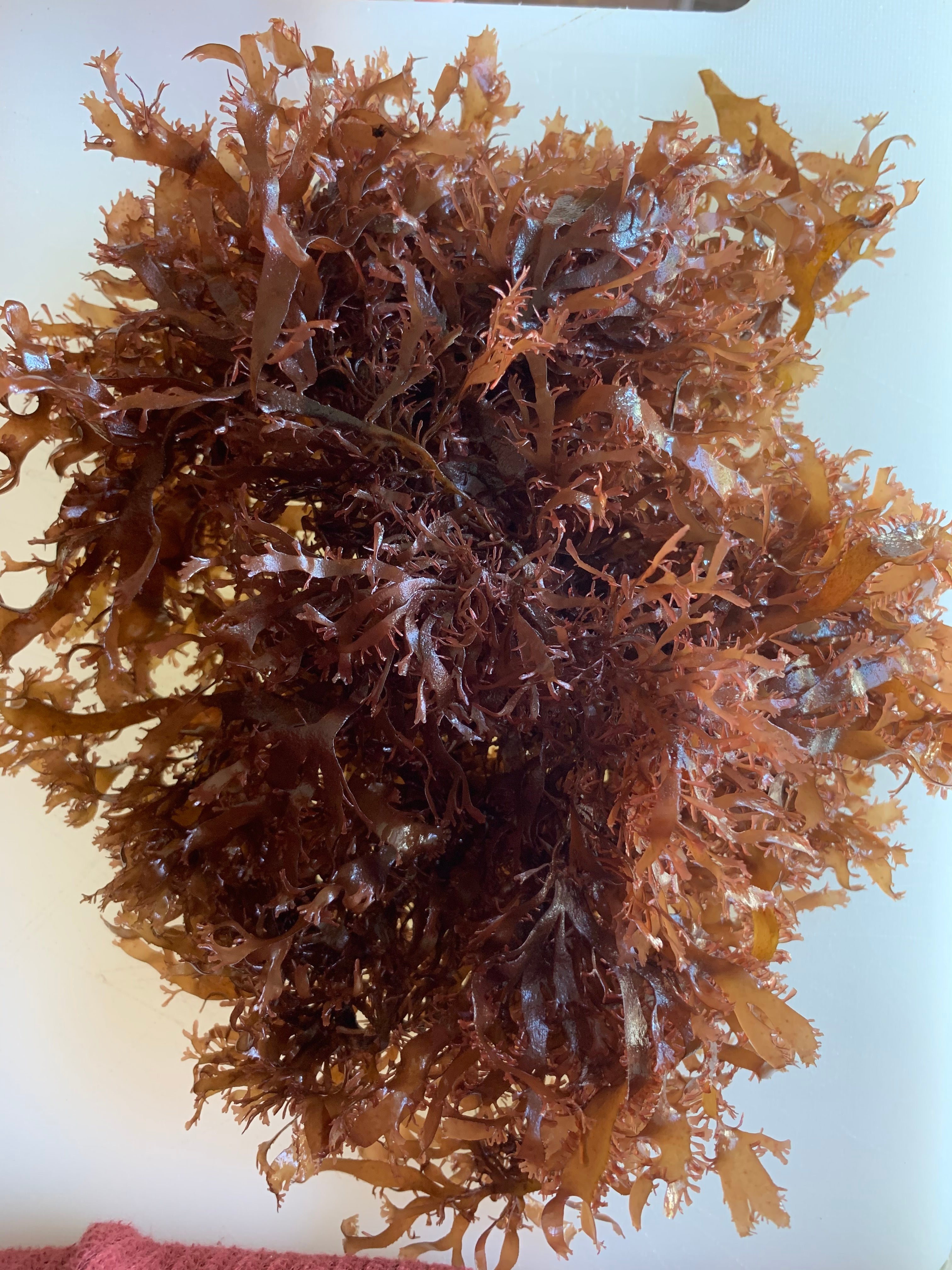 2 lbs - Pacific Dulse Seaweed – Oregon Seaweed