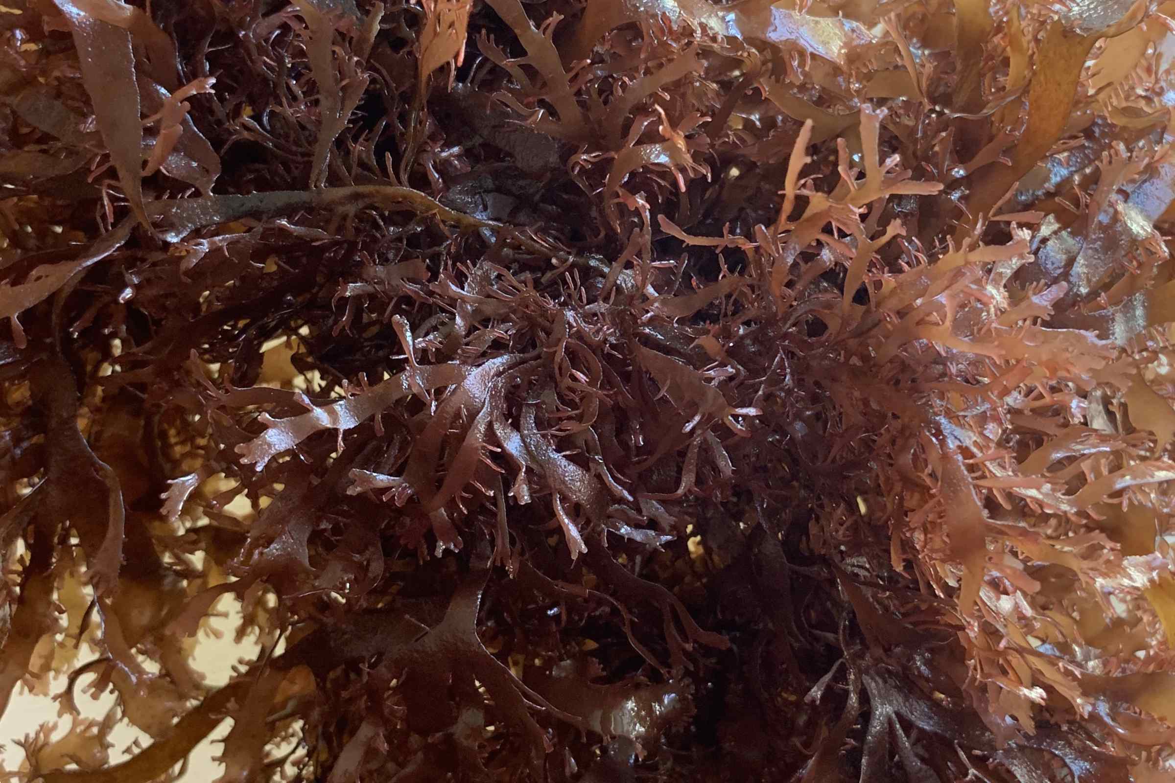 4 lbs · Pacific Dulse Seaweed – Oregon Seaweed