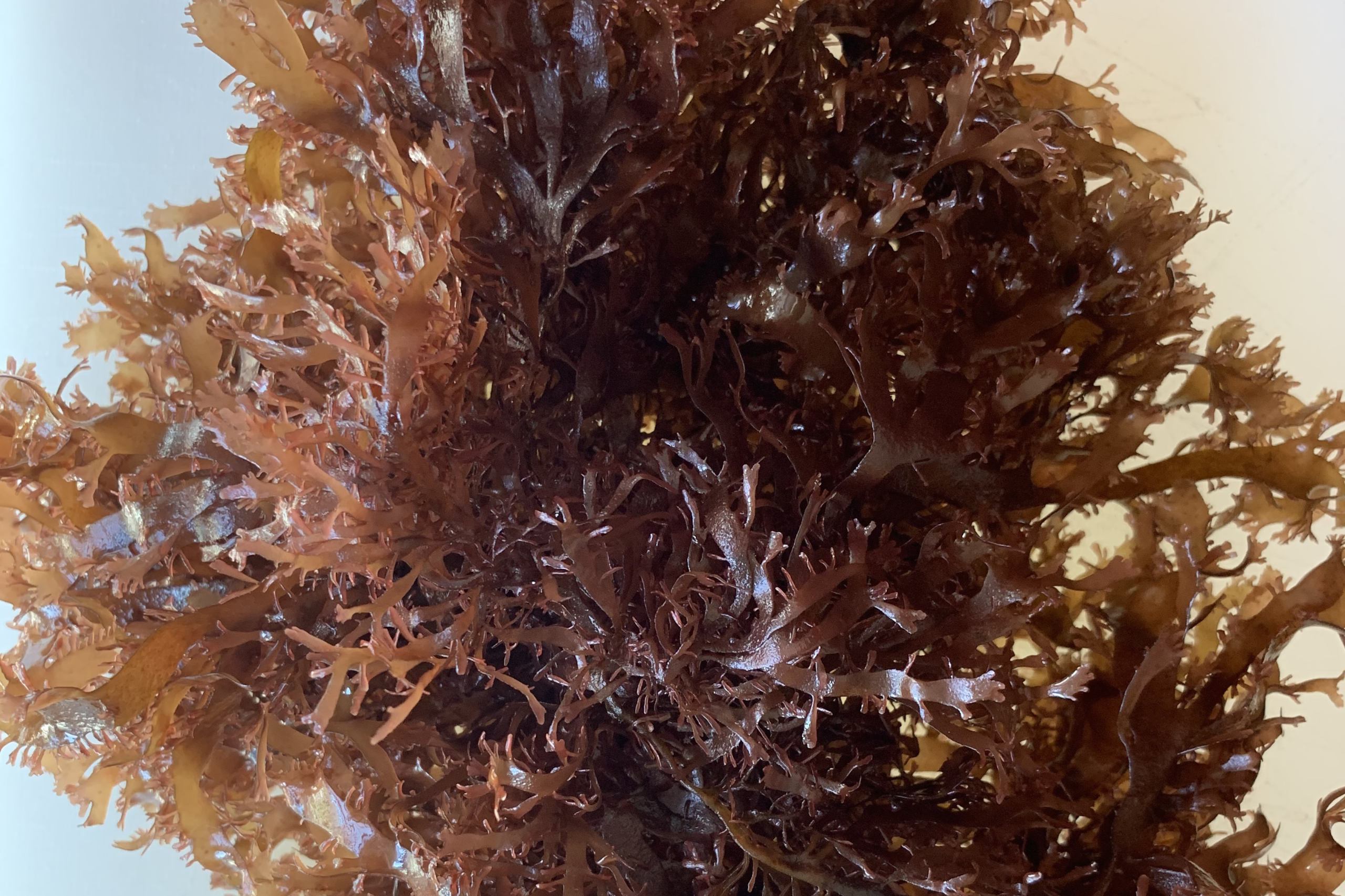 10 lbs · Pacific Dulse Seaweed – Oregon Seaweed